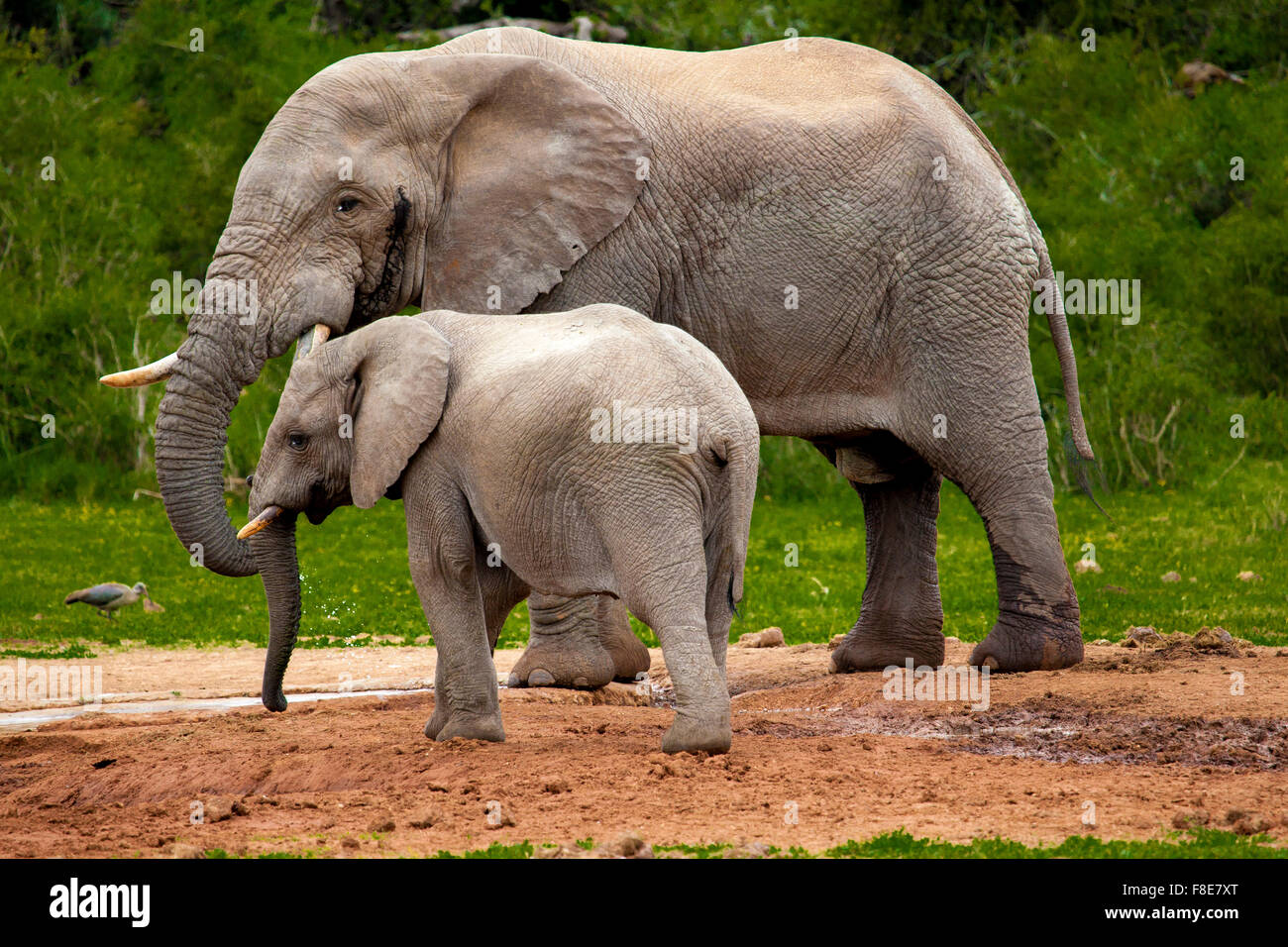 Elephant bull walking on the road in a safari park in South Africa ...