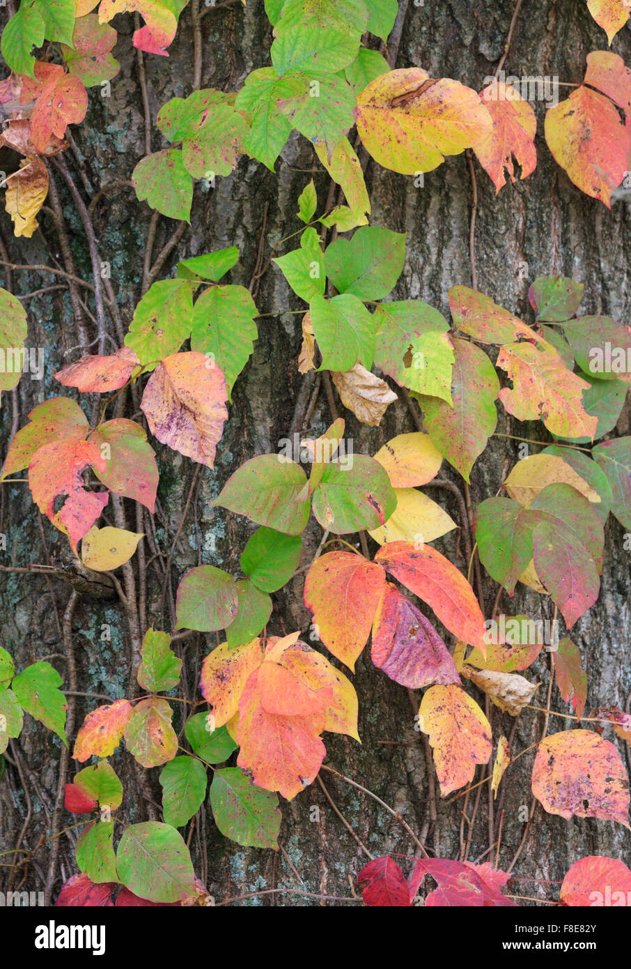 Poison ivy vines growing on a tree trunk Stock Photo - Alamy