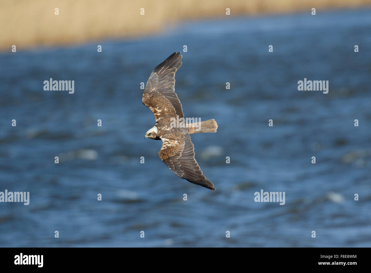 immature male Marsh Harrier in flight from above over water Stock Photo ...
