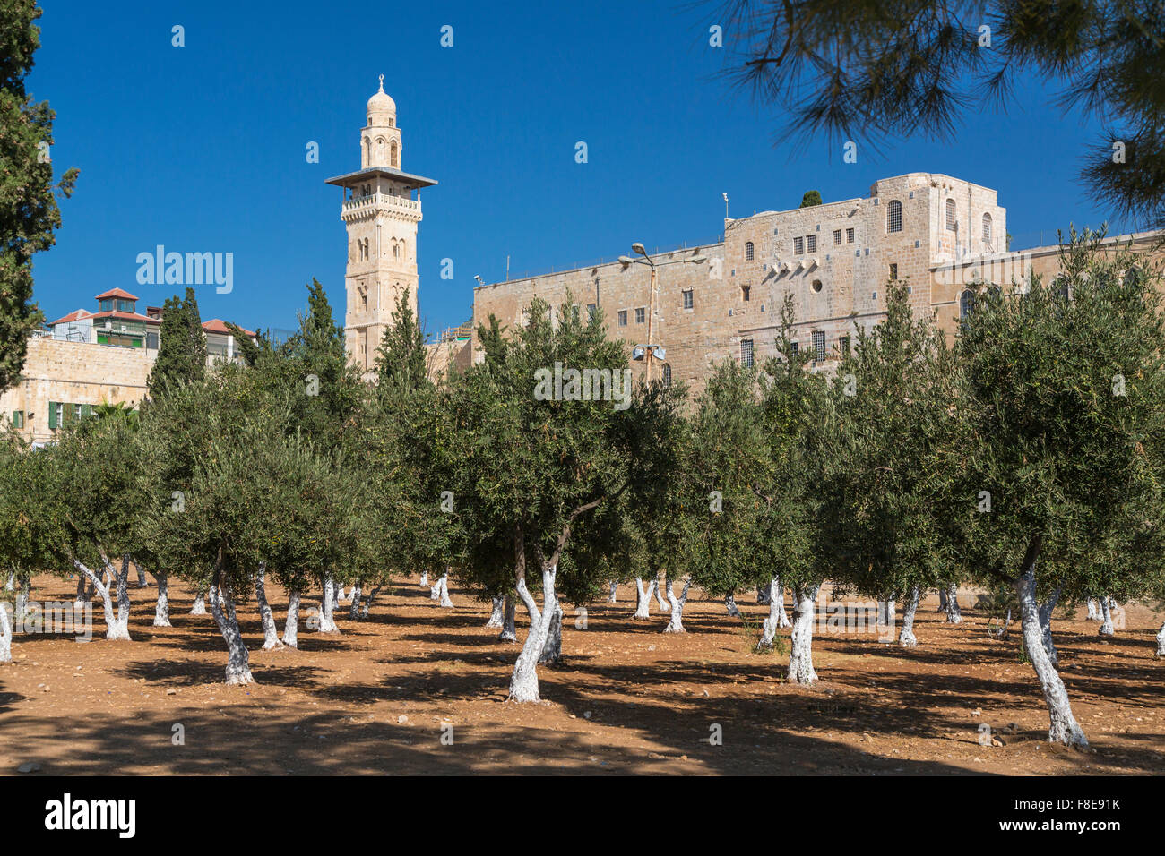 An olive grove on the Temple Mount in Jerusalem, Israel, Middle East ...