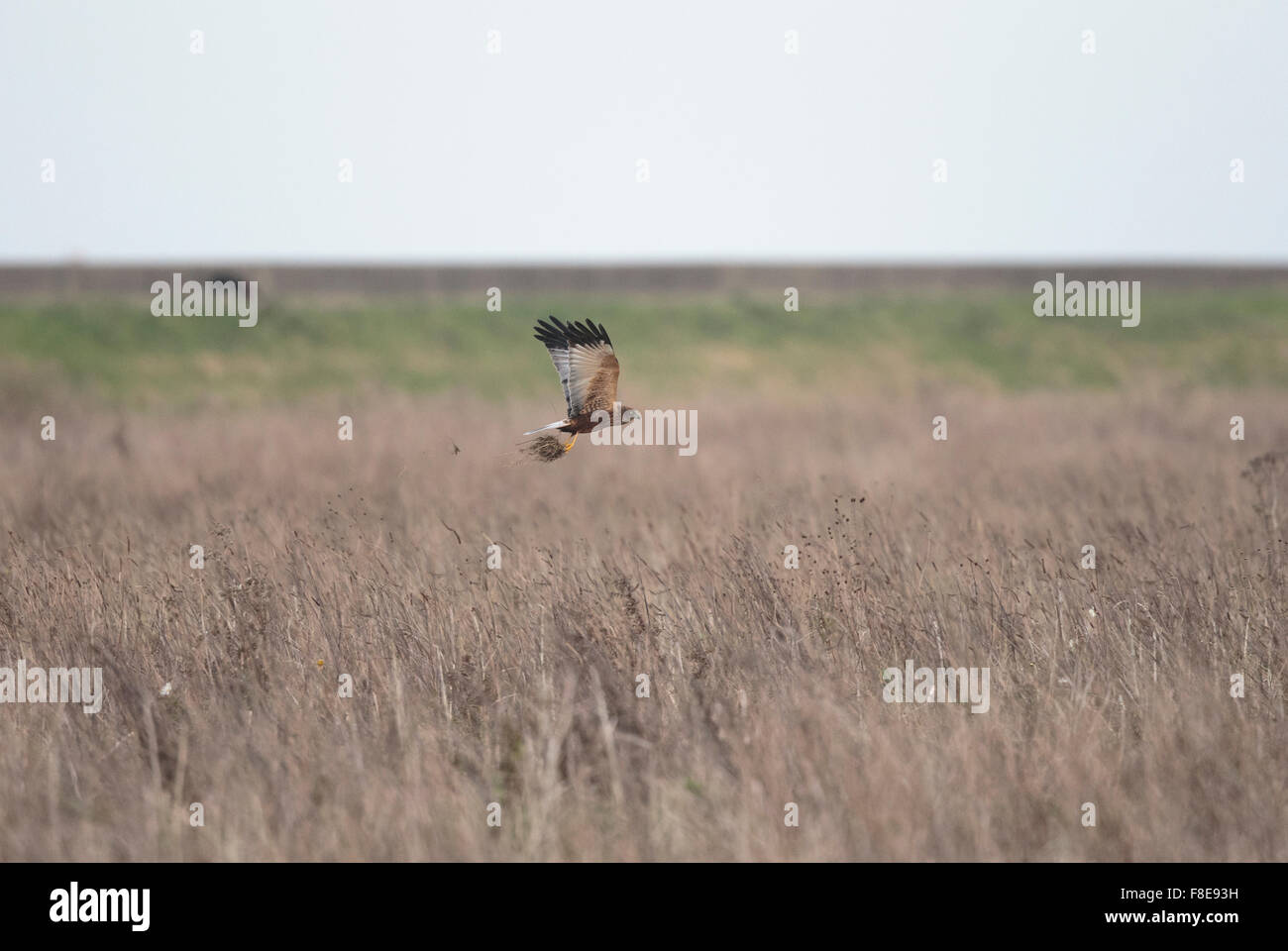 male hunting over rough grass field showing upperparts Stock Photo - Alamy