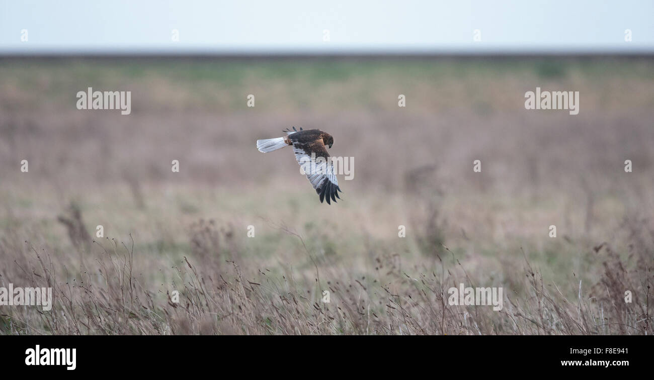 Male hunting over rough grass field hi-res stock photography and images ...