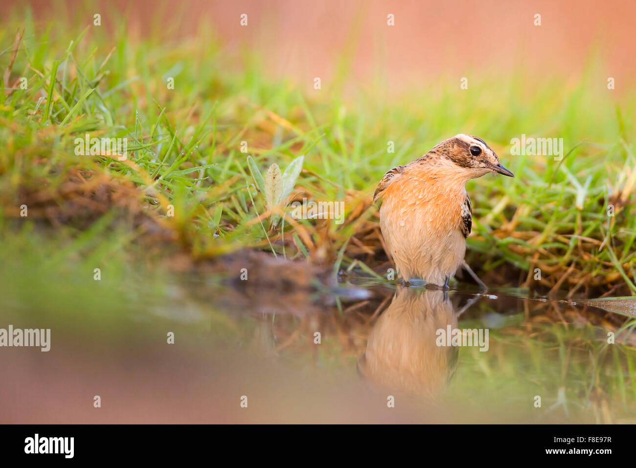 Male Whinchat (Saxicola rubetra) a small migratory passerine bird that ...