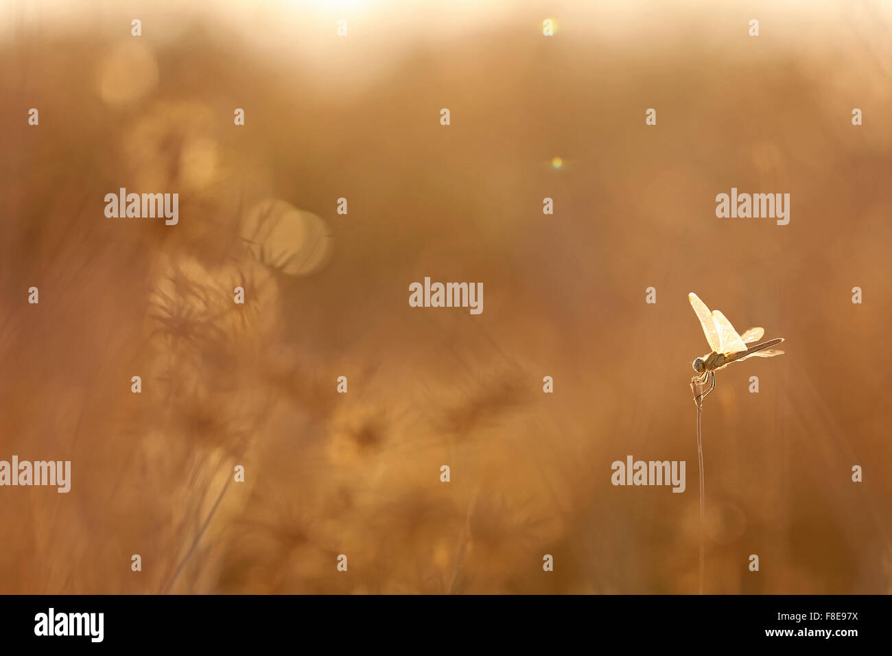 backlit Female northern banded groundling dragonfly (Brachythemis ...