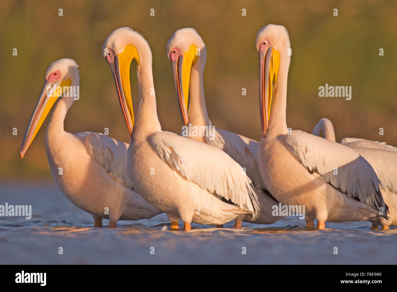 Pelicans in the water Photographed in Ein Afek Nature Reserve, Israel ...