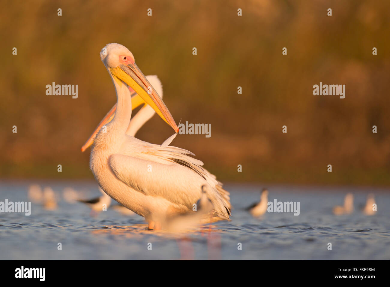Pelicans in the water Photographed in Ein Afek Nature Reserve, Israel ...