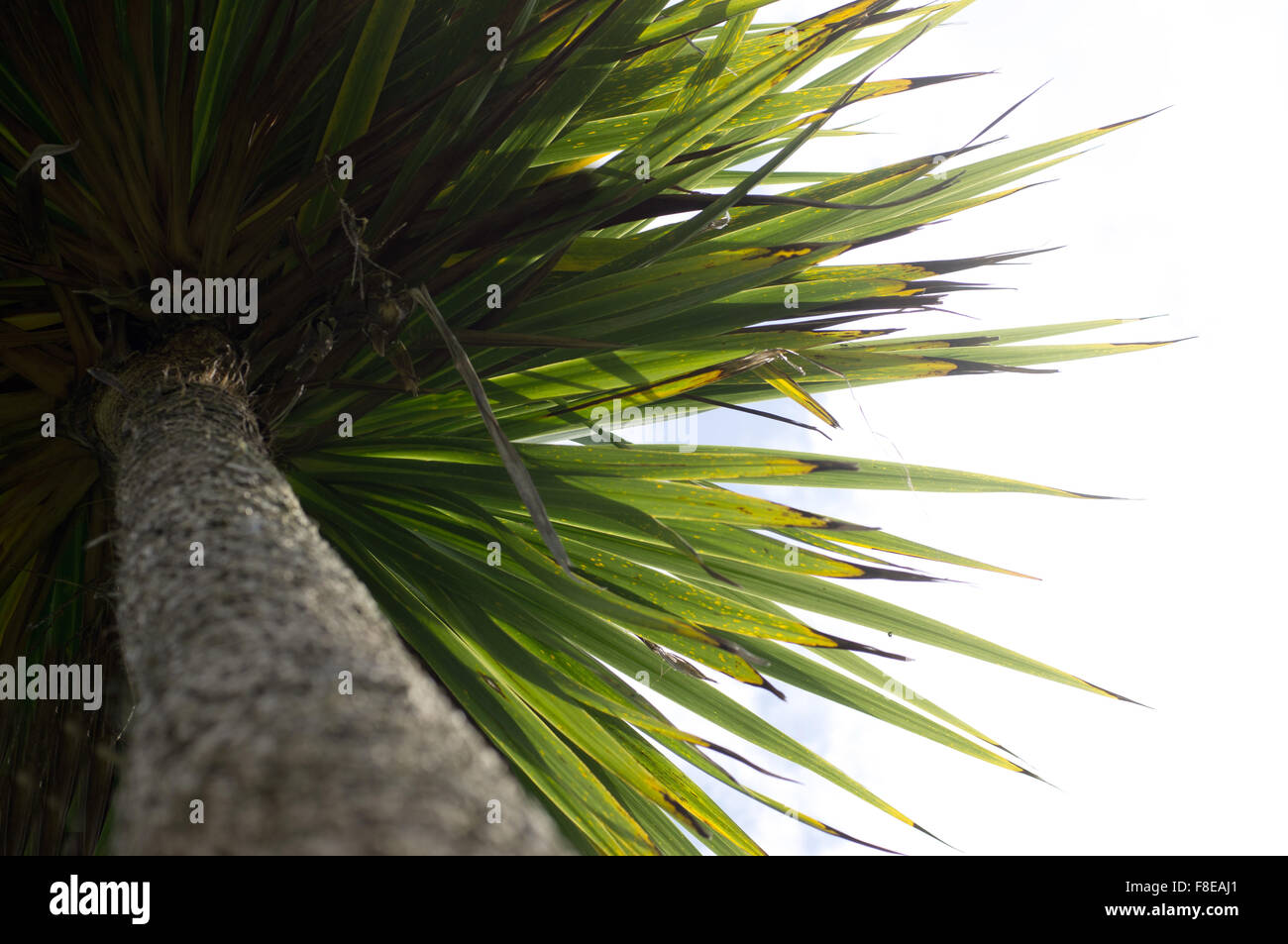 Palm upward view hi-res stock photography and images - Alamy