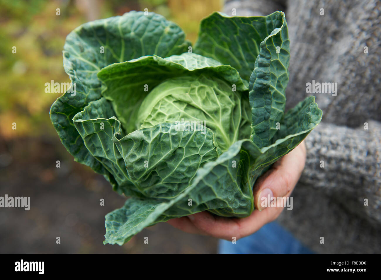 Man Holding Home grown Cabbage Stock Photo - Alamy