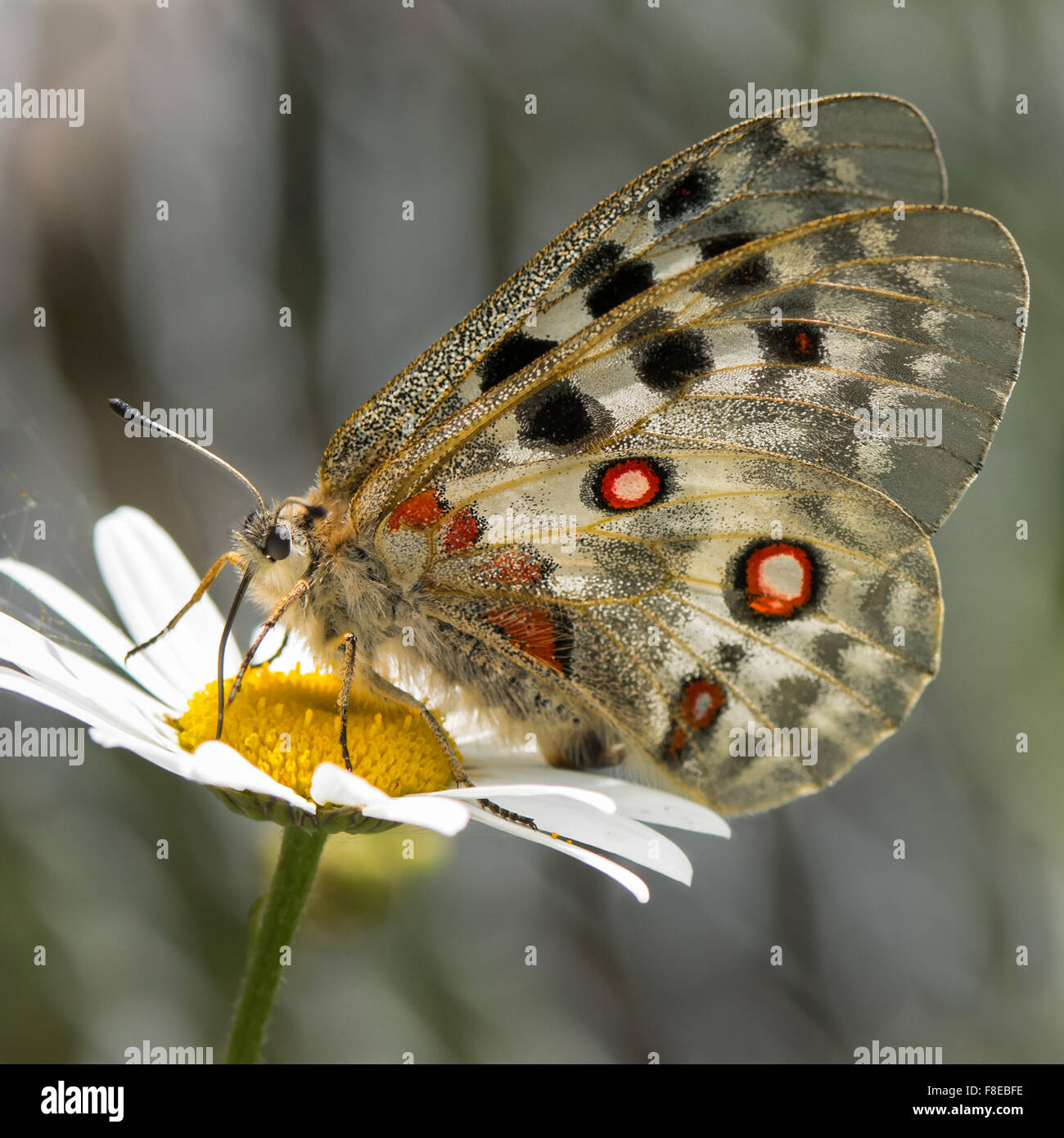 Endangered butterfly hi-res stock photography and images - Alamy