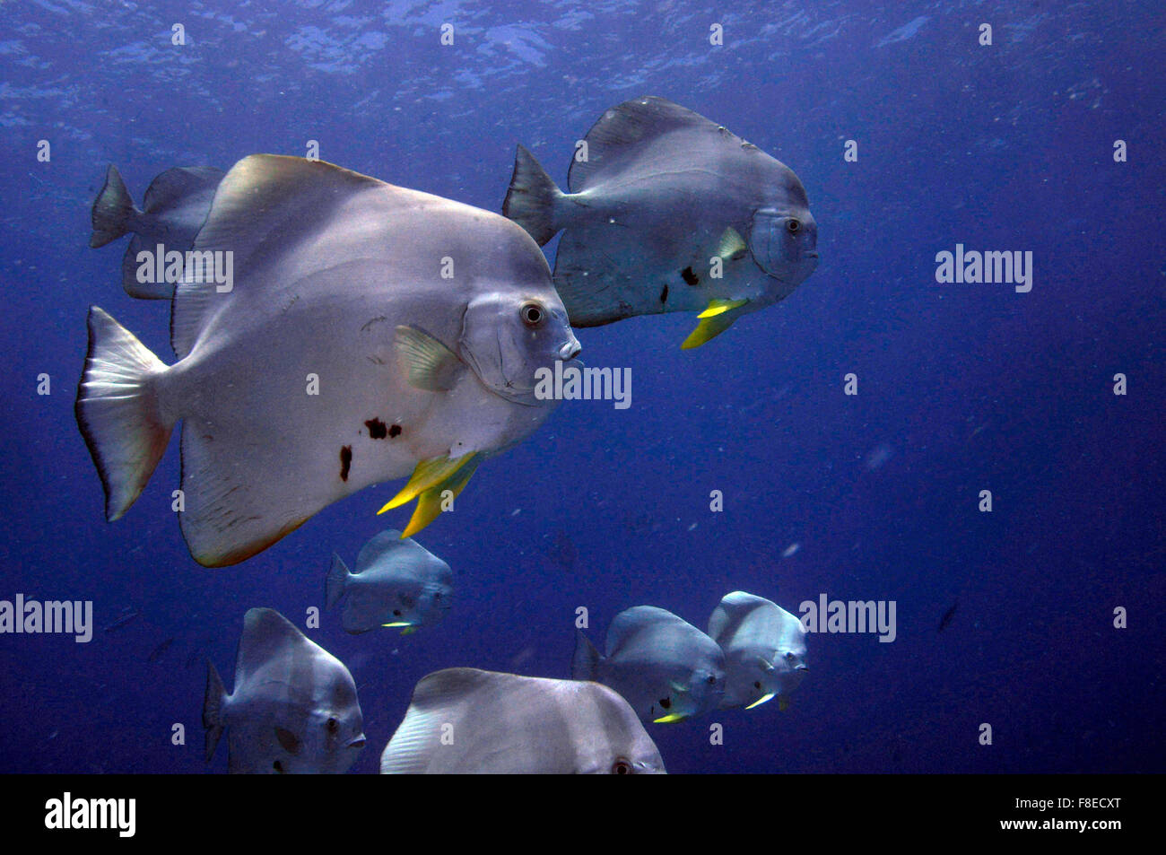 Long fin batfish, spade fish (Platax teira), seychelles Stock Photo - Alamy