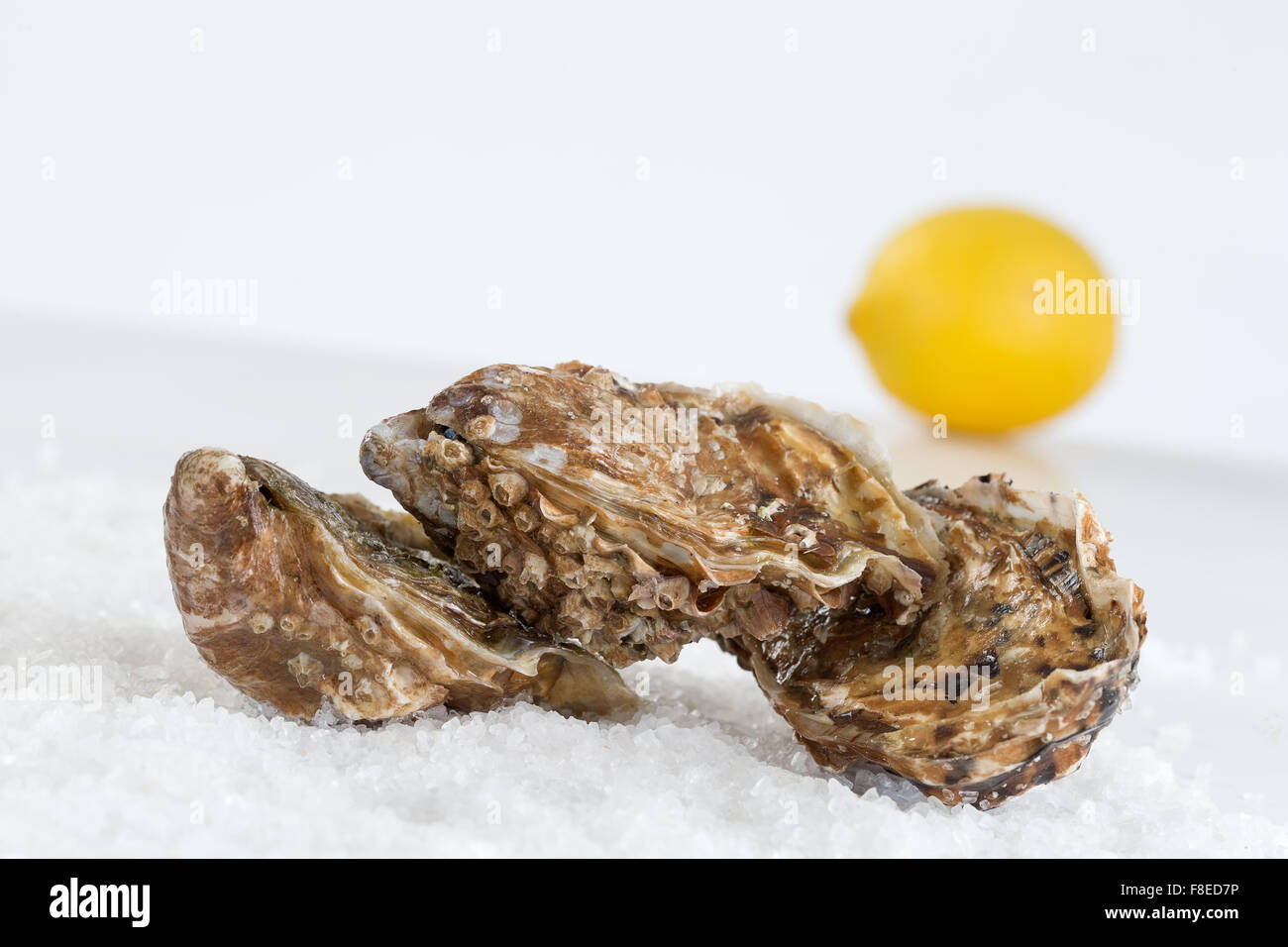 Shell of oyster closeup hi-res stock photography and images - Alamy