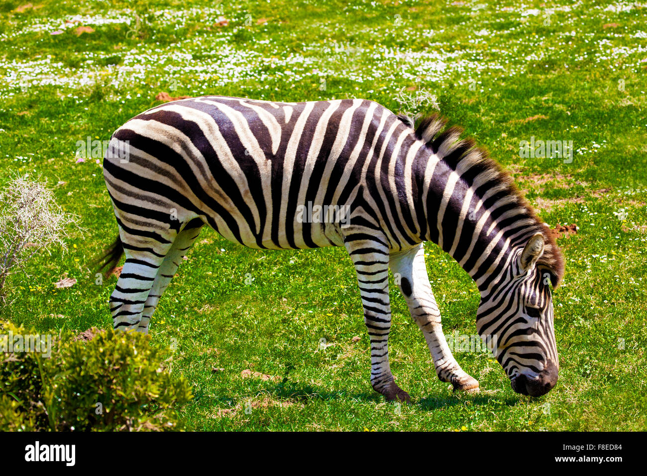 Zebras in a safari park in South Africa Stock Photo - Alamy