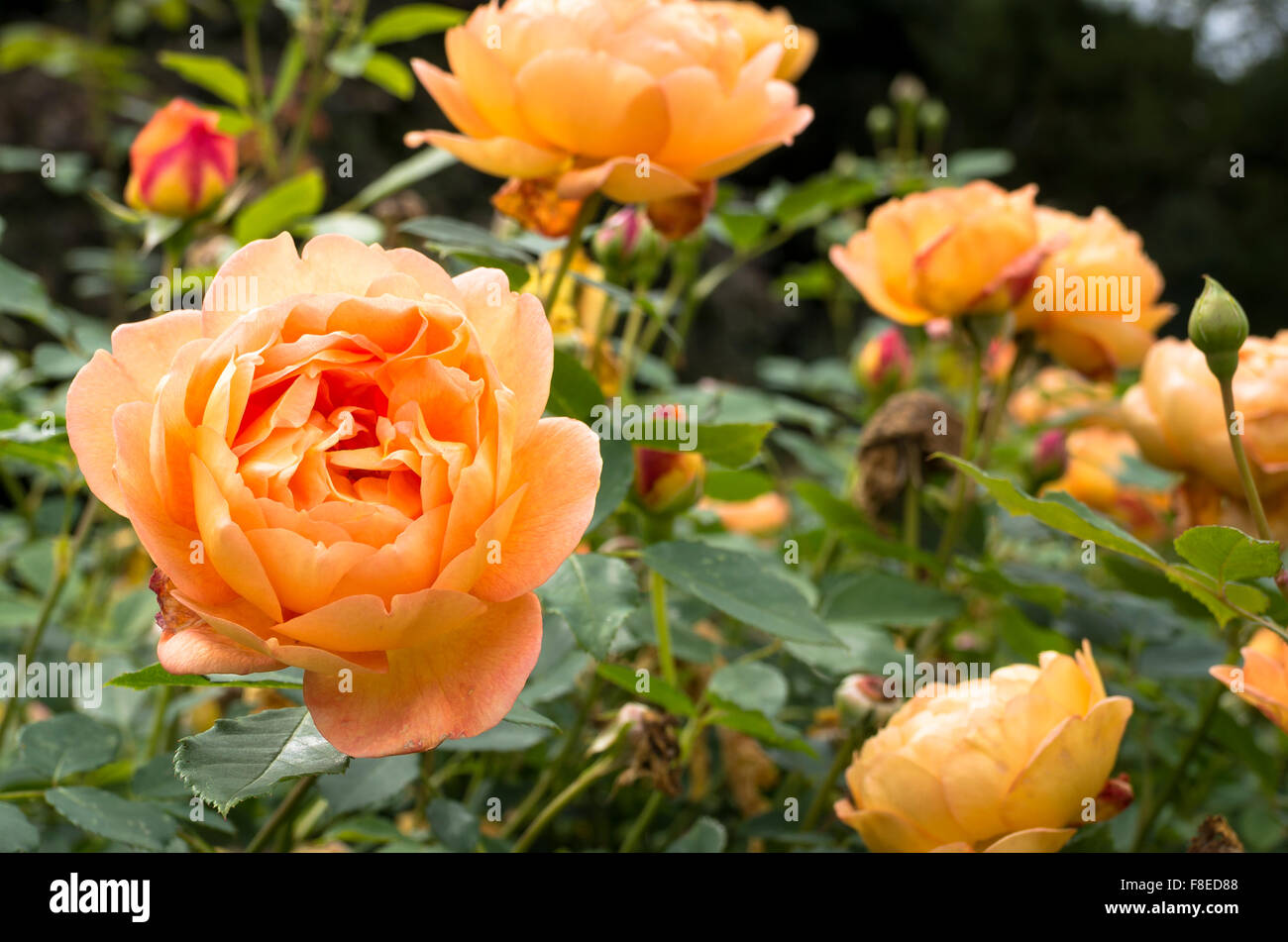 Lady of shalott hi-res stock photography and images - Alamy