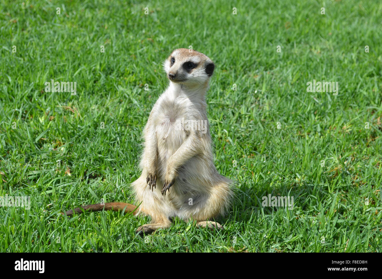 Meerkat after digging for food Stock Photo - Alamy