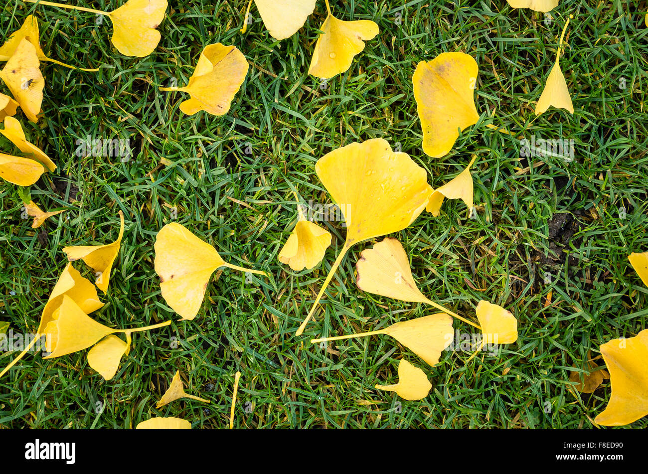 Fallen leaves from a Gingko tree in UK Stock Photo - Alamy