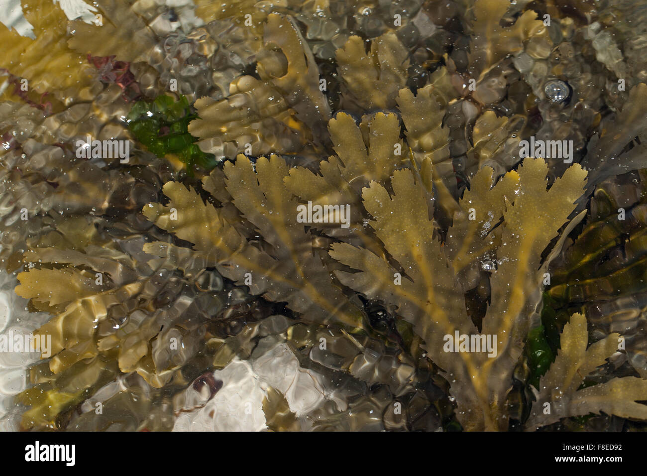 Saw wrack hi-res stock photography and images - Alamy