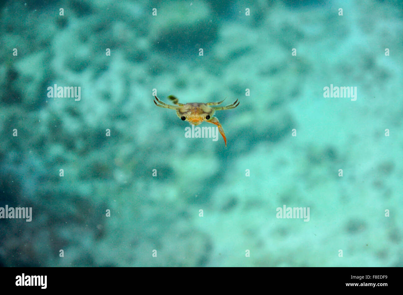 Charybdis crab hi-res stock photography and images - Alamy