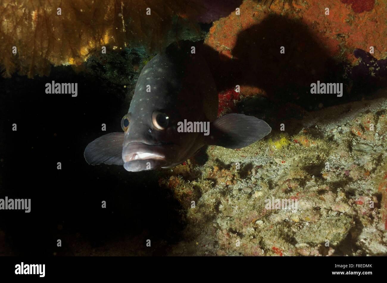 Grouper fish seychelles hi-res stock photography and images - Alamy