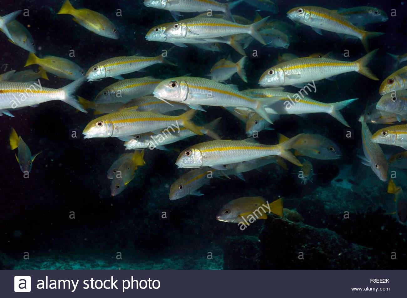 Fish Taxonomy High Resolution Stock Photography and Images - Alamy