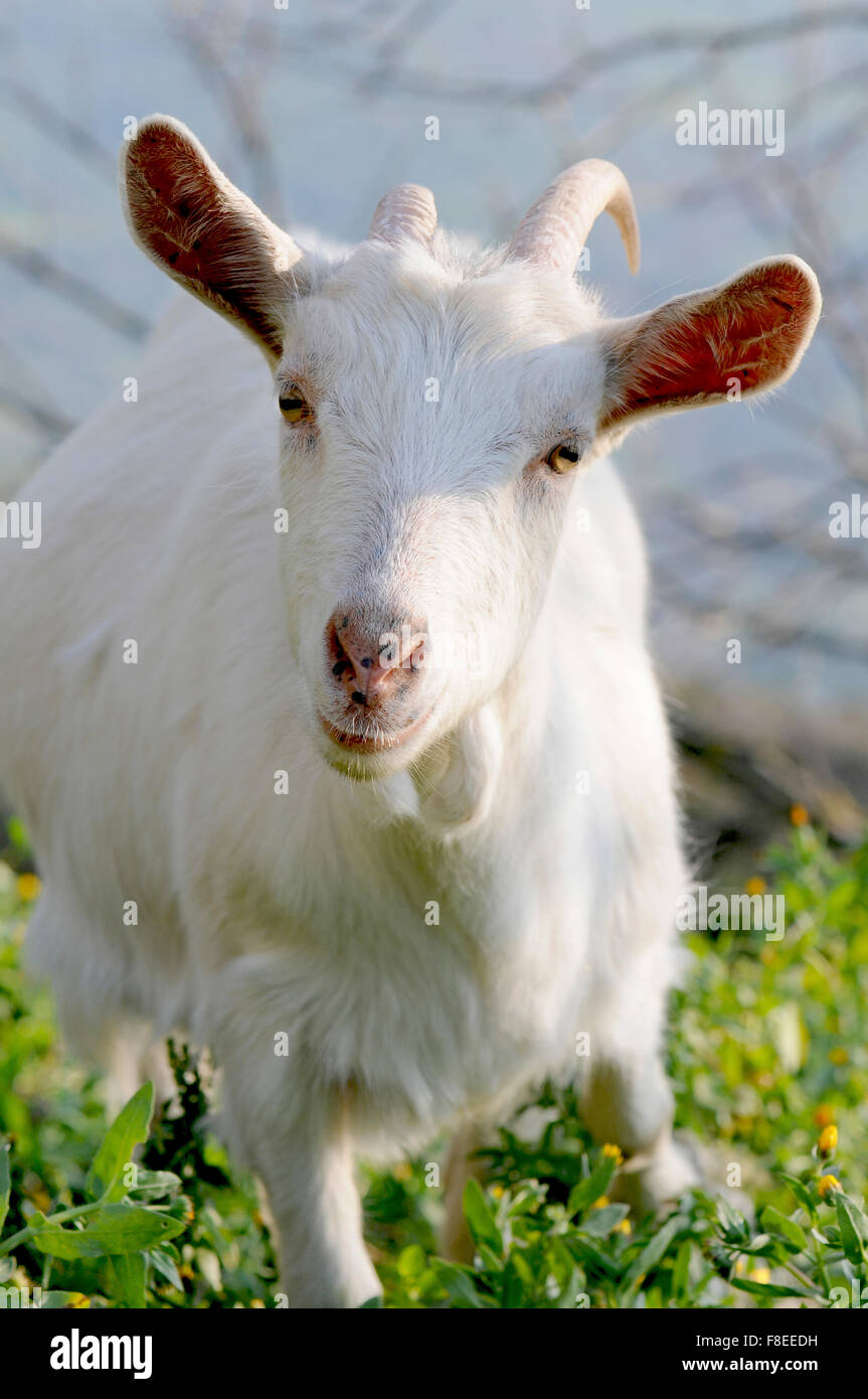 Nanny is a typical animal of Cilento fauna, running in the park, eating ...