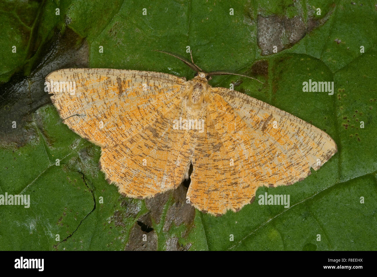 Looper moth angerona prunaria hi-res stock photography and images - Alamy