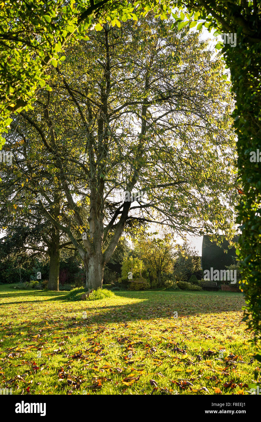 Natural archway frames an informal garden with wild cherry tree Stock ...