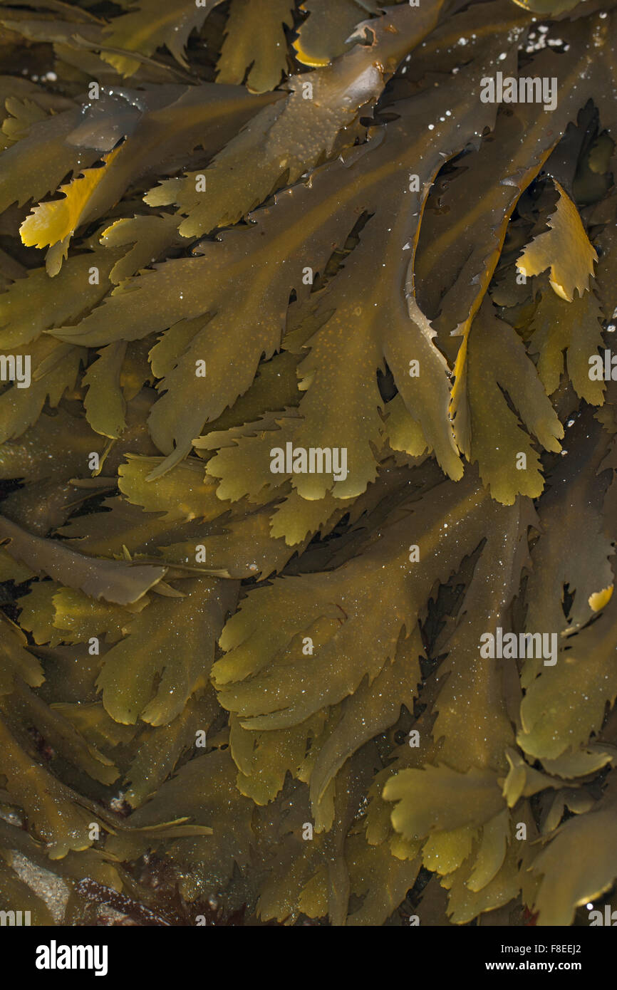 Toothed wrack, serrated wrack, Saw Wrack, Sägetang, Säge-Tang, Fucus ...
