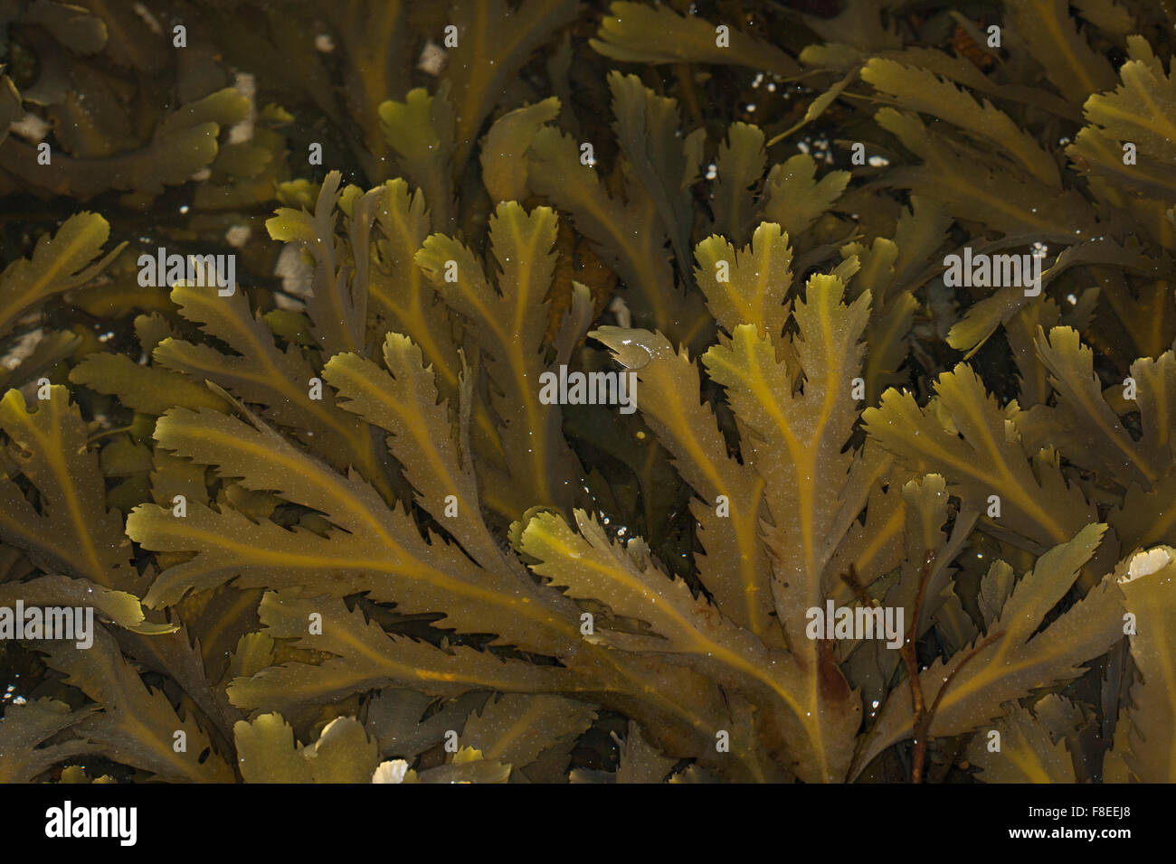 Toothed wrack, serrated wrack, Saw Wrack, Sägetang, Säge-Tang, Fucus ...