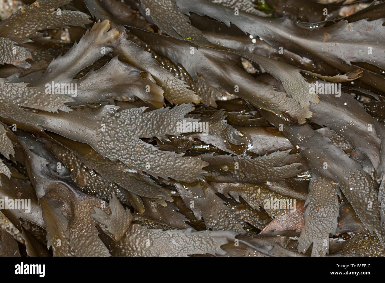 Toothed wrack, serrated wrack, Saw Wrack, Sägetang, Säge-Tang, Fucus ...