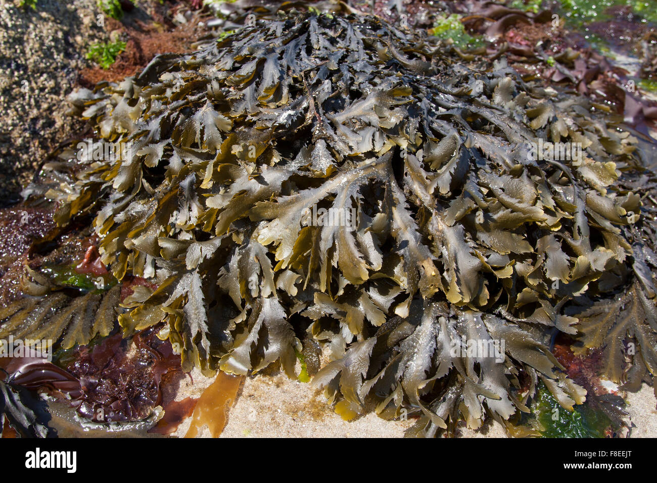 Toothed wrack, serrated wrack, Saw Wrack, Sägetang, Säge-Tang, Fucus ...