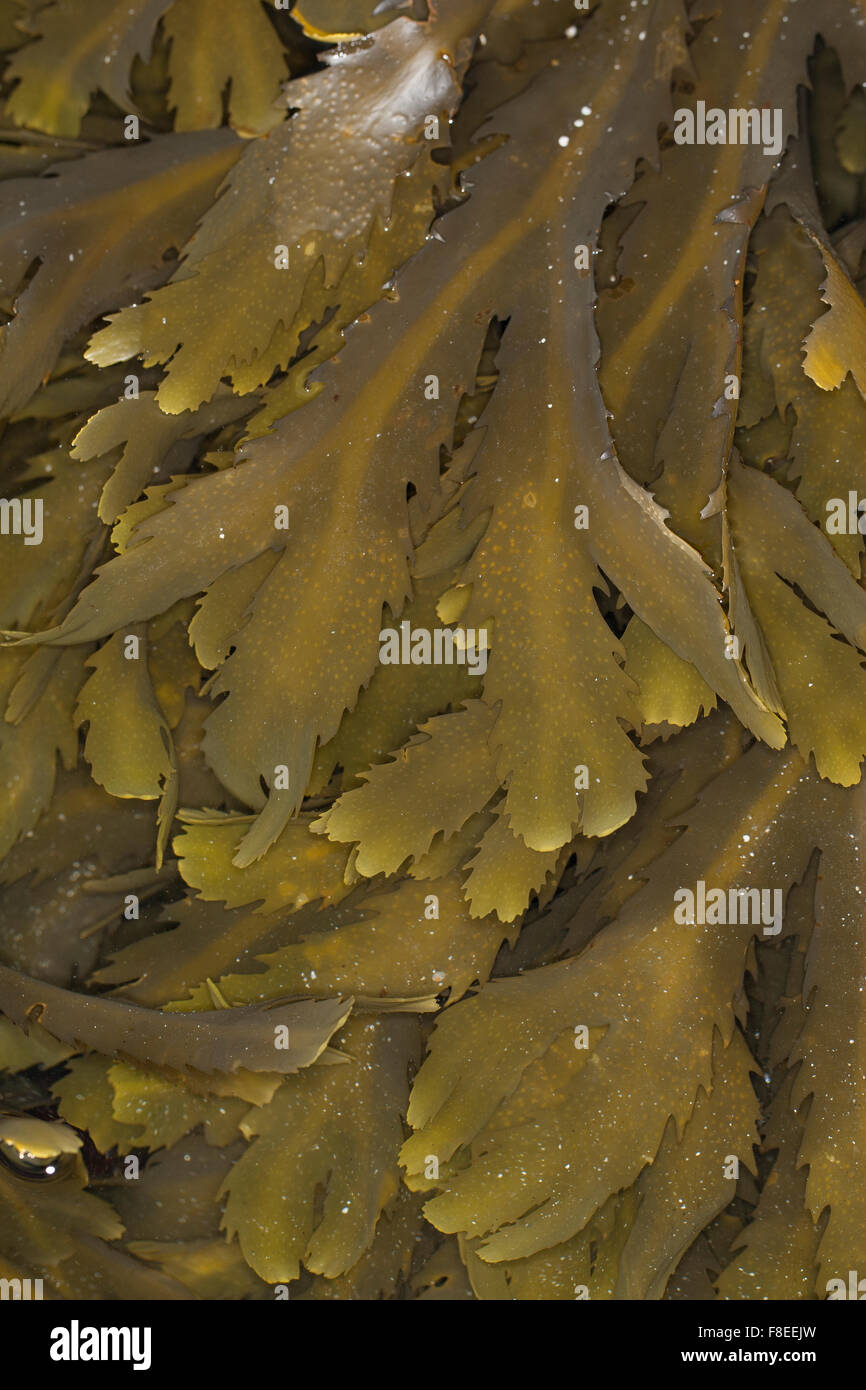 Toothed wrack, serrated wrack, Saw Wrack, Sägetang, Säge-Tang, Fucus ...