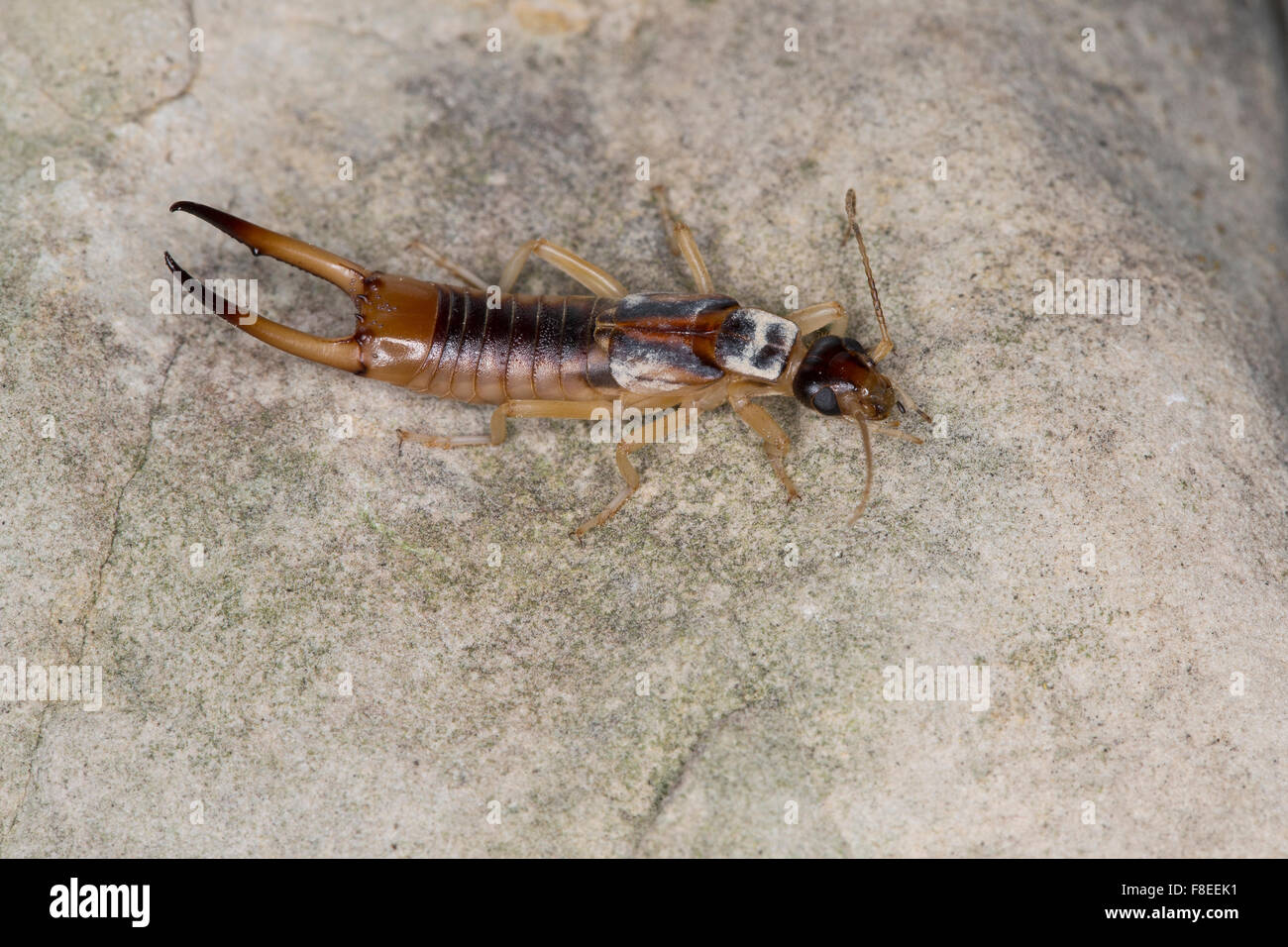 Earwig hi-res stock photography and images - Alamy