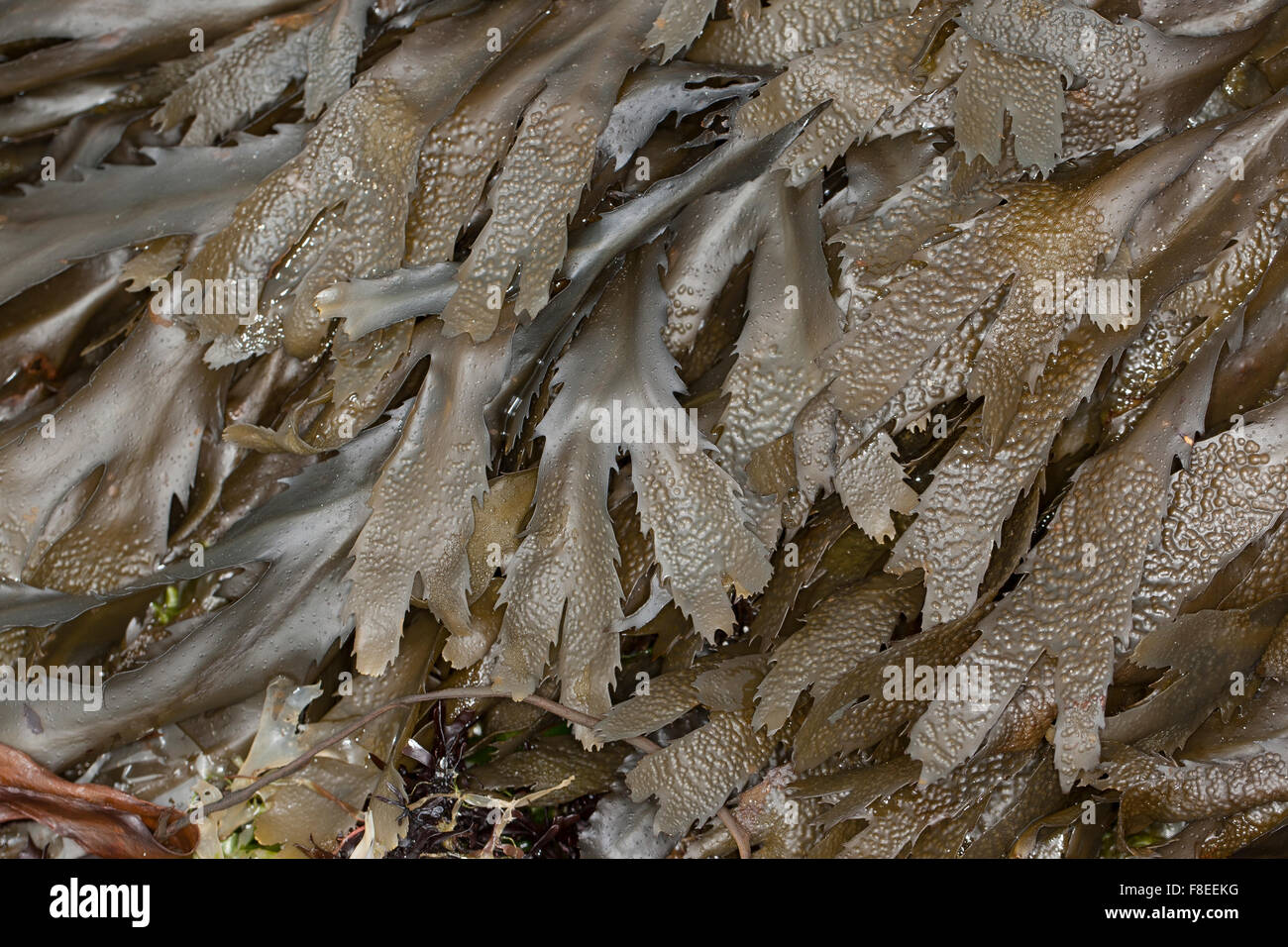 Toothed wrack, serrated wrack, Saw Wrack, Sägetang, Säge-Tang, Fucus ...