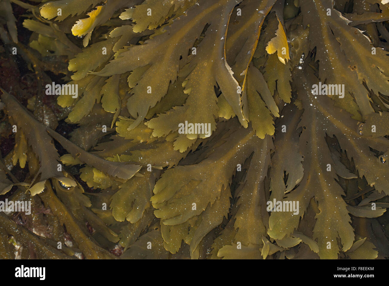Toothed wrack, serrated wrack, Saw Wrack, Sägetang, Säge-Tang, Fucus ...