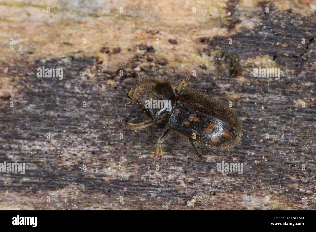 Variegated mud-loving beetle, Sägekäfer, Heterocerus spec ...