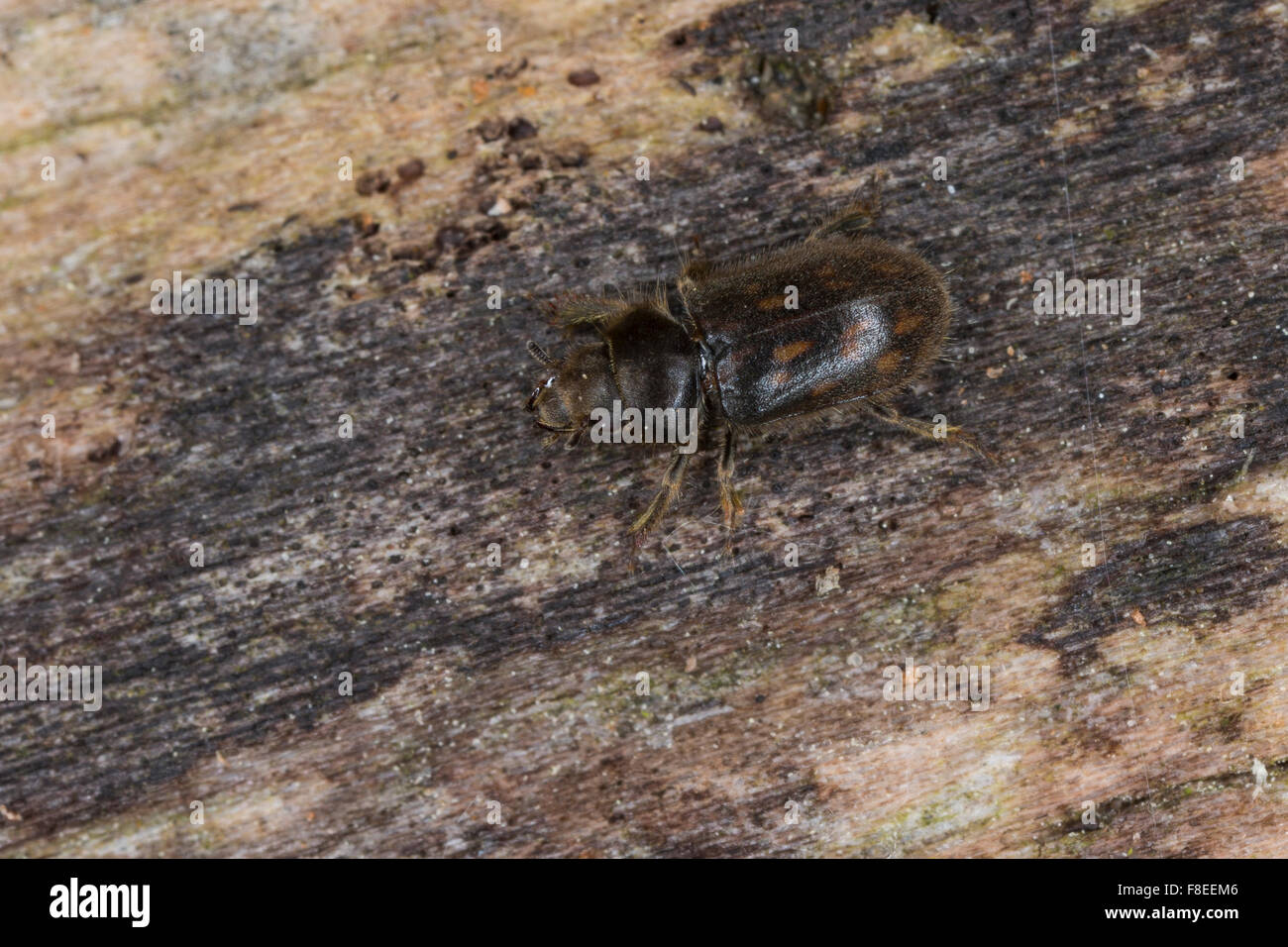 Variegated mud-loving beetle, Sägekäfer, Heterocerus spec ...