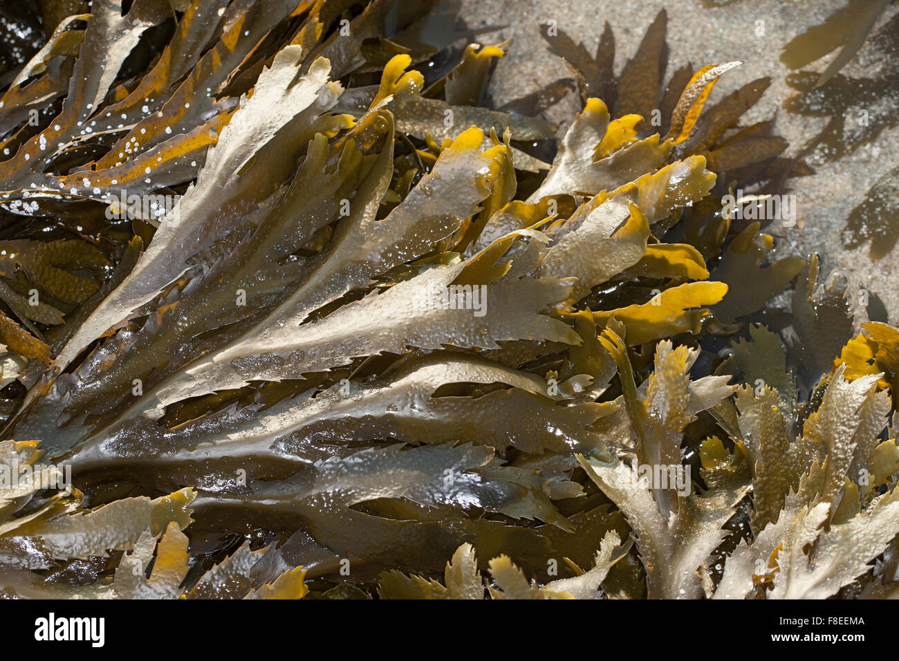 Toothed wrack, serrated wrack, Saw Wrack, Sägetang, Säge-Tang, Fucus ...