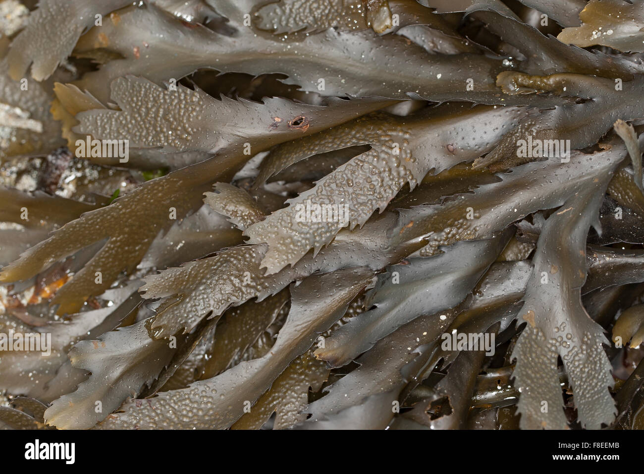 Toothed wrack, serrated wrack, Saw Wrack, Sägetang, Säge-Tang, Fucus ...