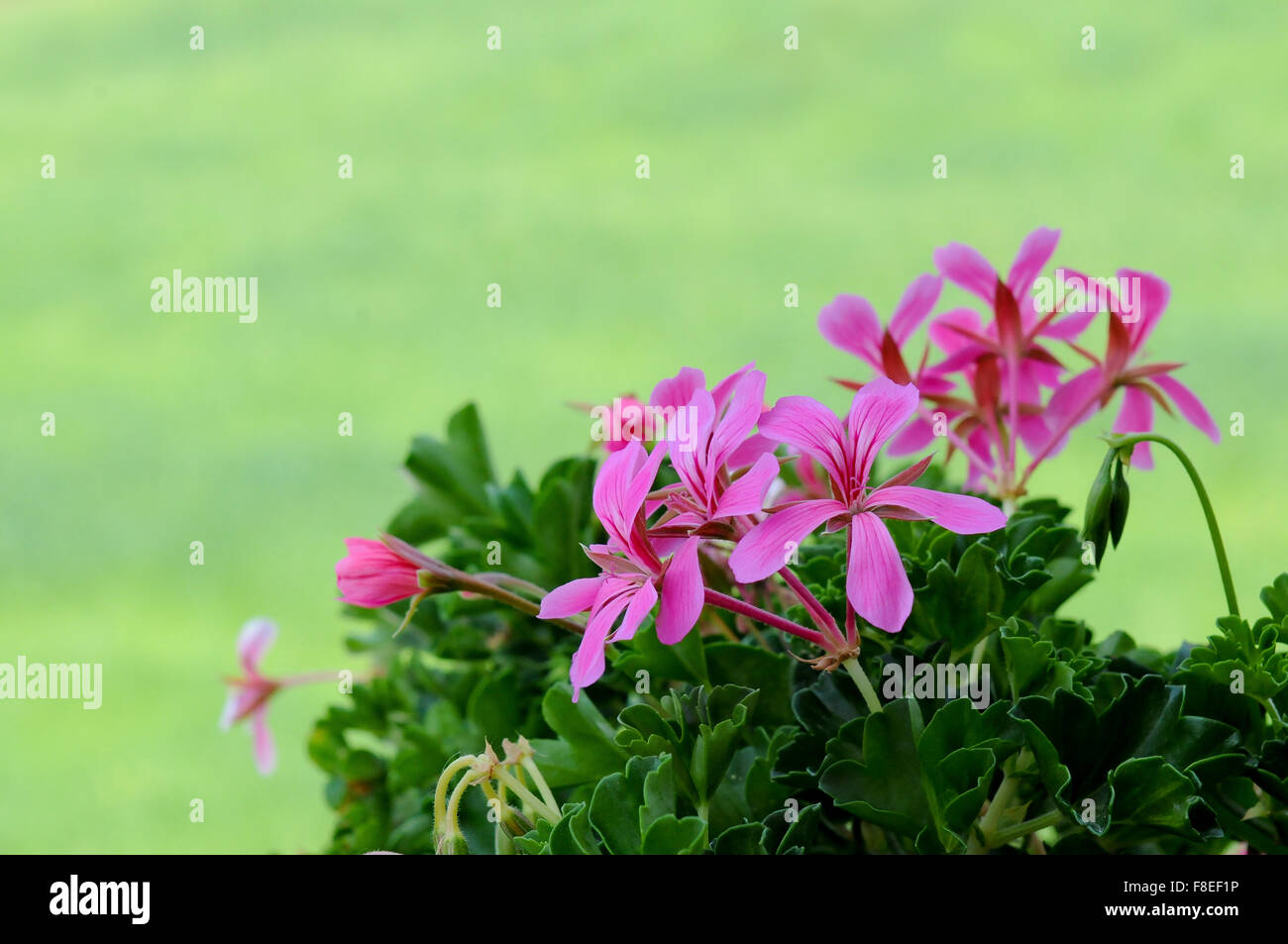 Geranium is a beautiful pink or red flower typical in Italy. People use ...