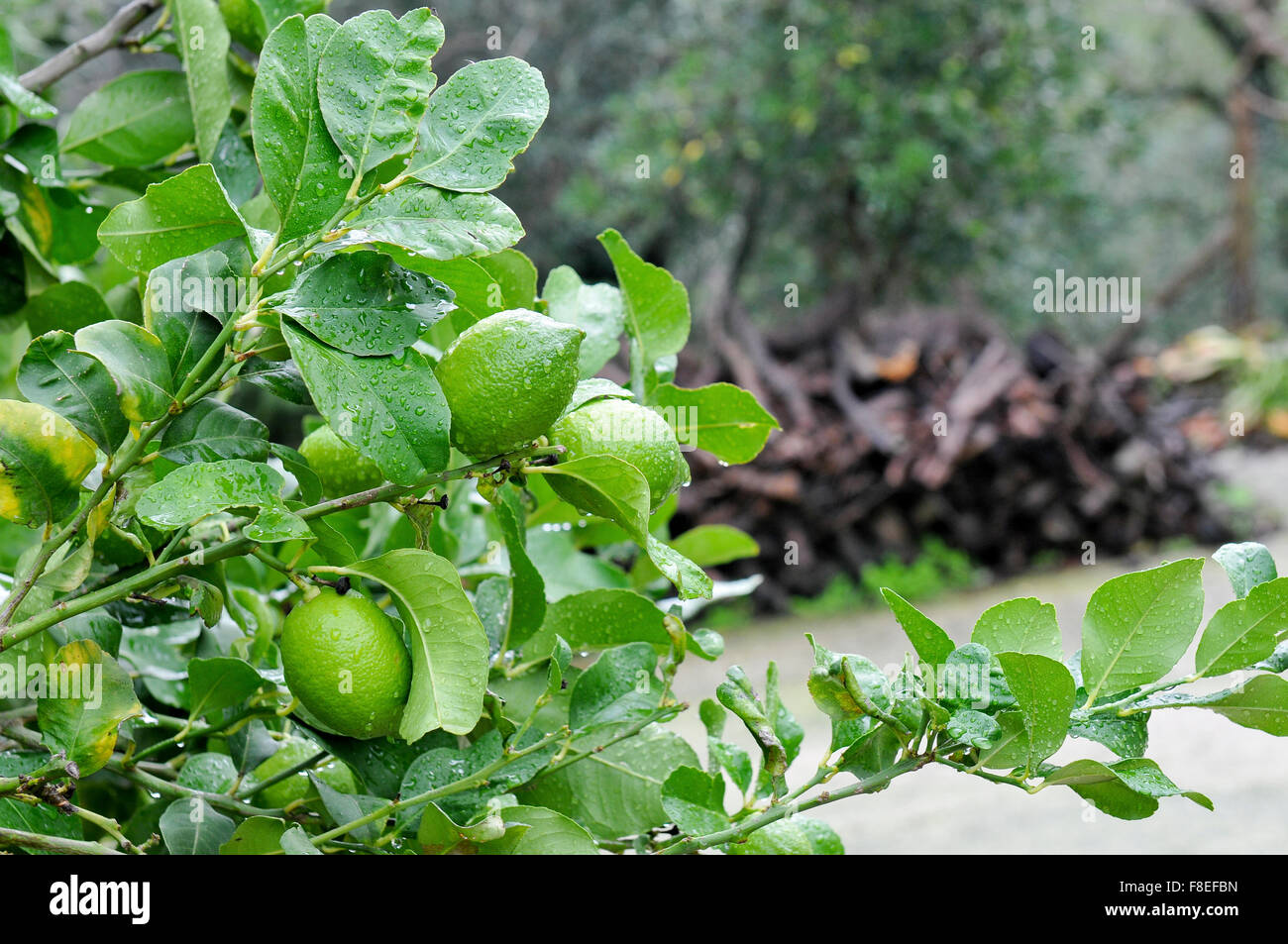Green Lemon is a citrus excellent natural drug, it contains important ...