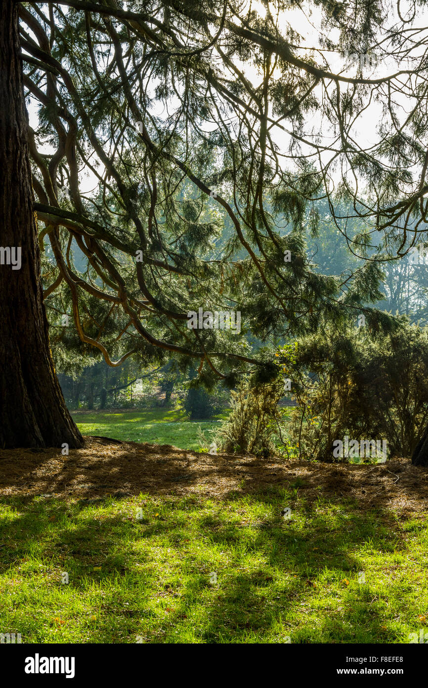Trees in a park Stock Photo - Alamy