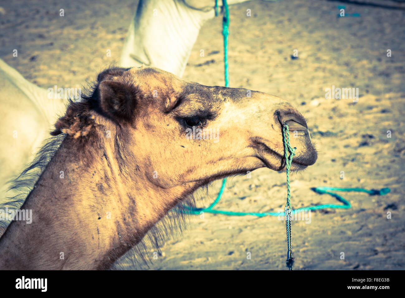 Arabian camel or Dromedary also called a one-humped camel in the Sahara ...