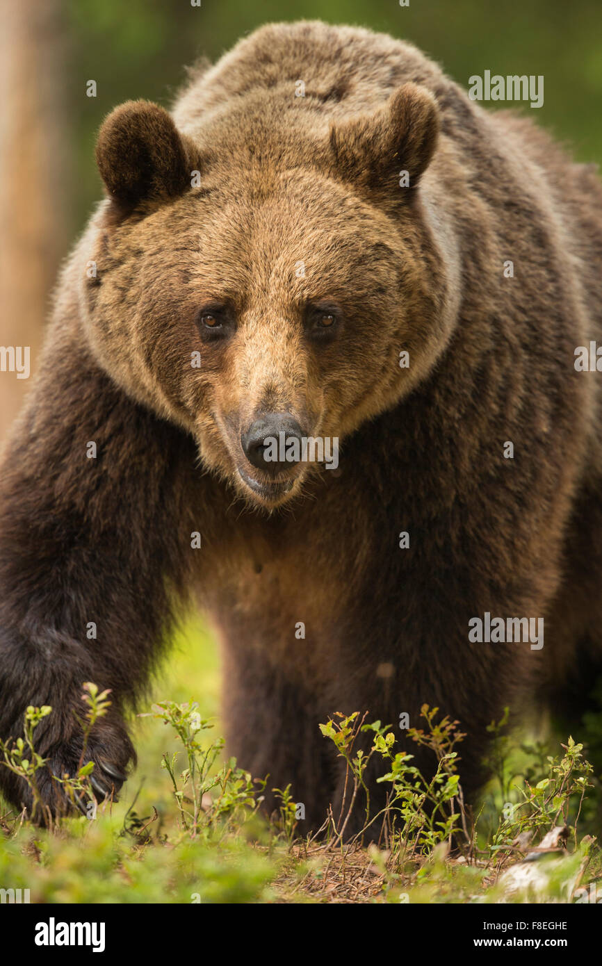 European Brown Bear (Ursus arctos arctos) adult, Finland Stock Photo ...