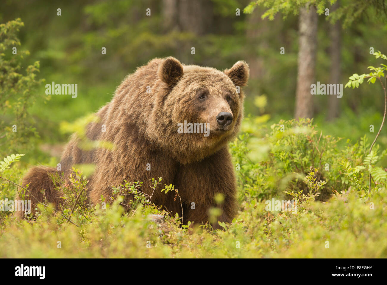 European Brown Bear (Ursus arctos arctos) adult, Finland Stock Photo ...