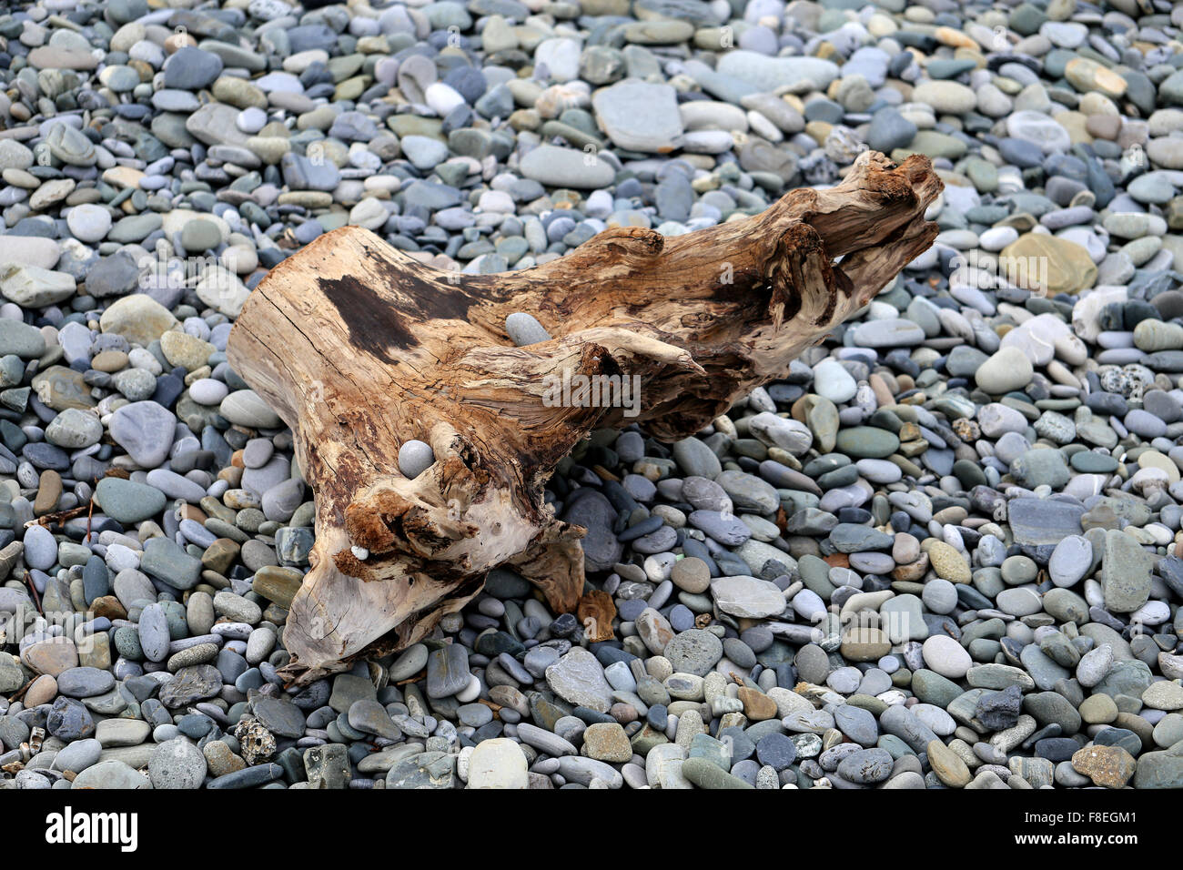 Old branch on beach hi-res stock photography and images - Alamy