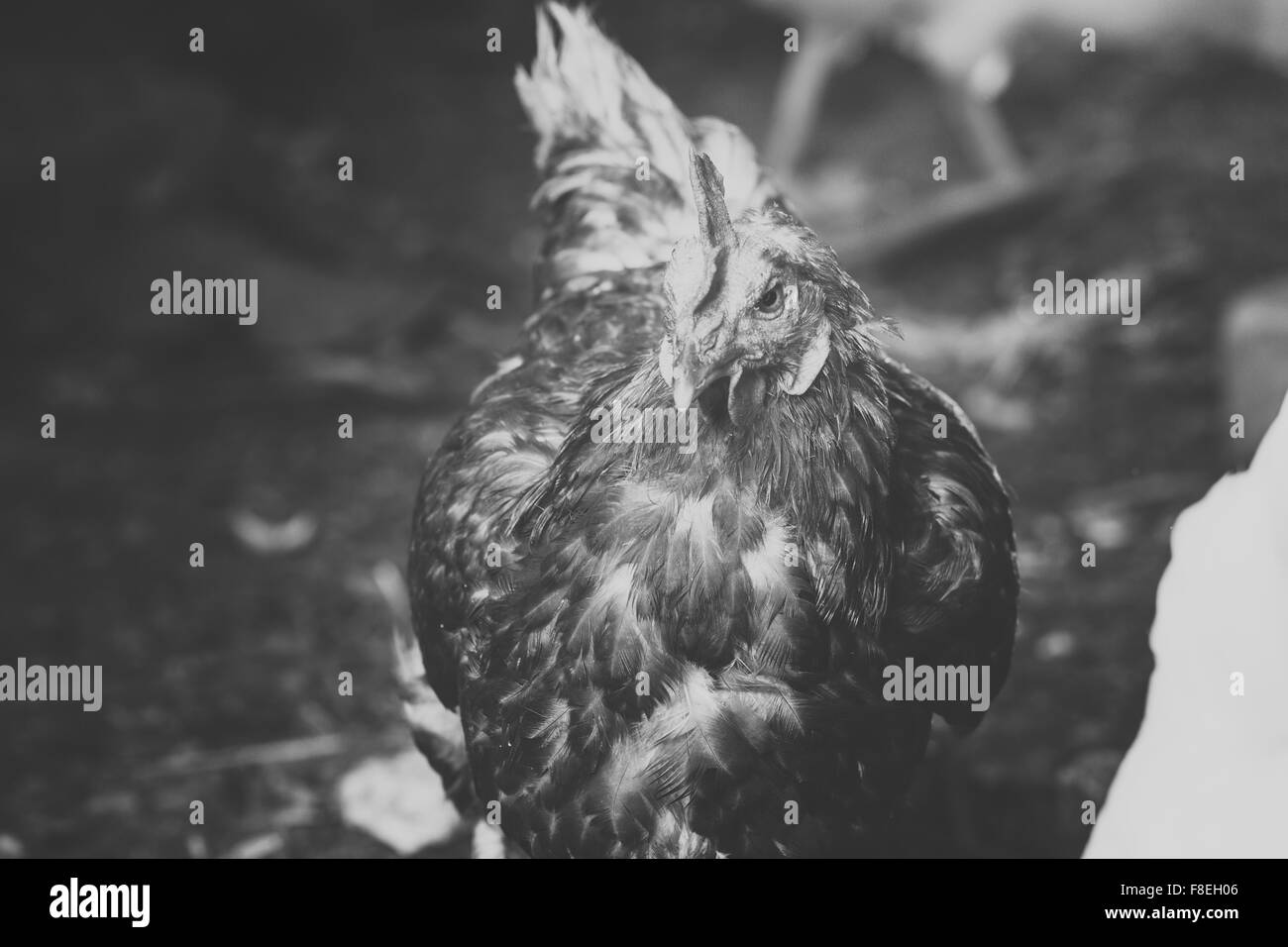 Rooster pecking Black and White Stock Photos & Images - Alamy