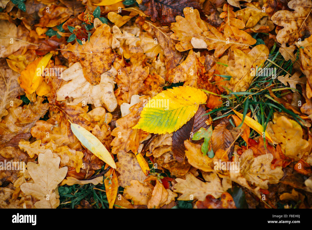 Several large leaves on the background with autumn recent colorful ...