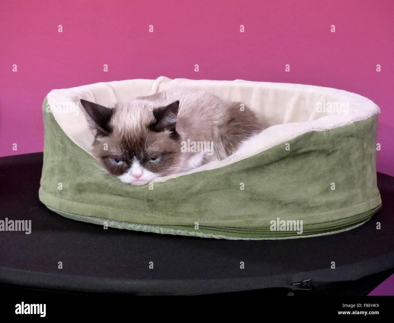 San Francisco, California, USA. 08th Dec, 2015. The three-year-old ...