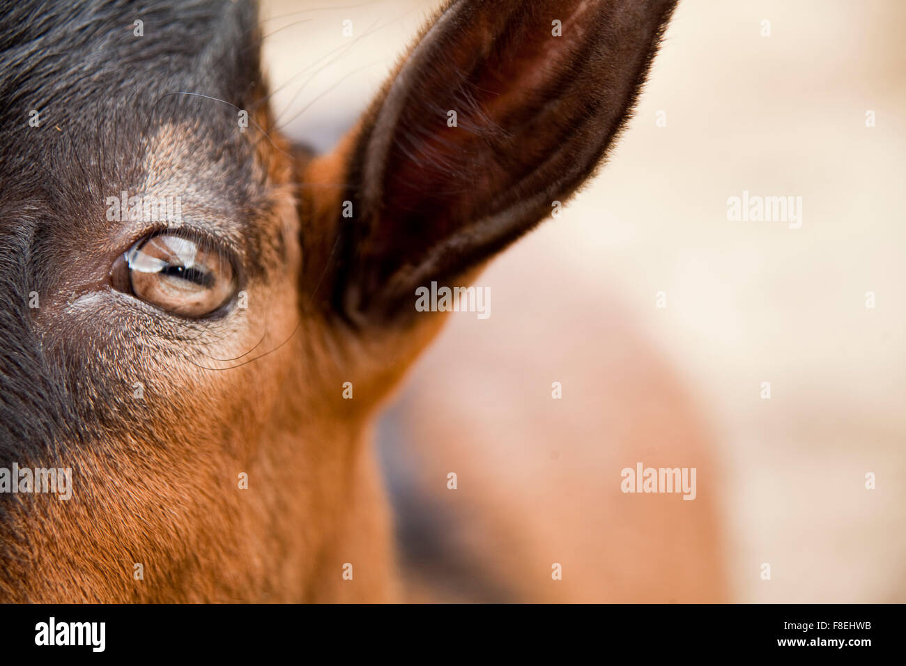 close up of a goats eye, looking into camera Stock Photo - Alamy