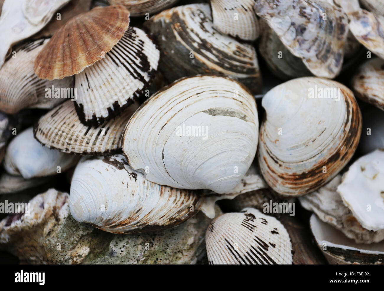 White large shell is photographed close up Stock Photo - Alamy